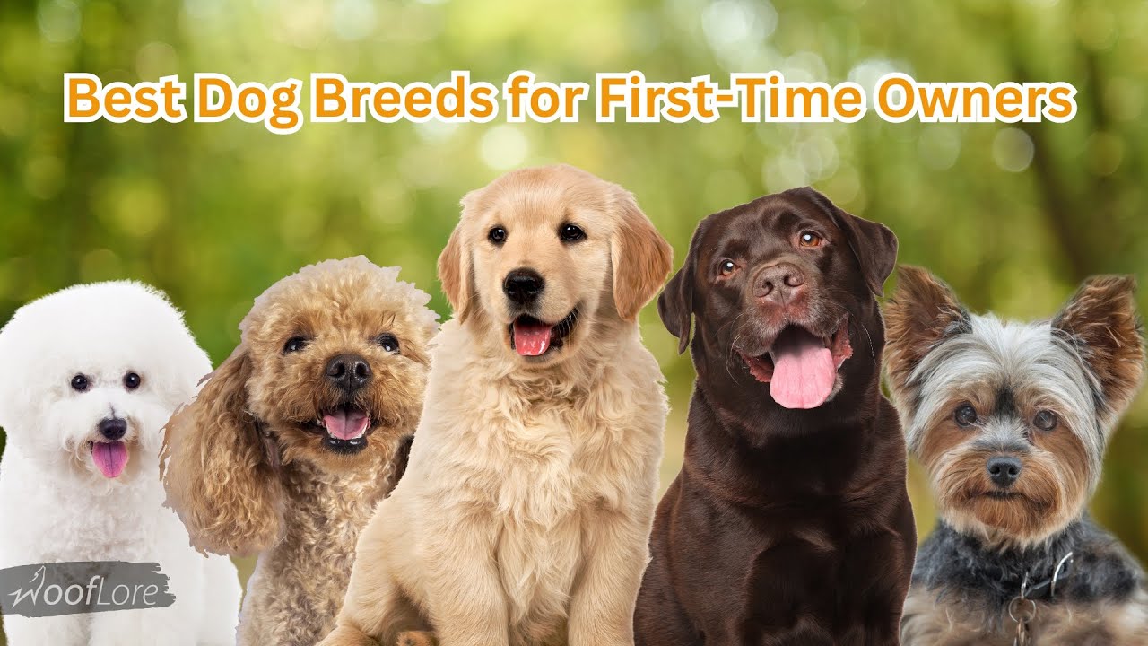 Top 10 Best Dog Breeds for First-Time Owners 🐶 - FavoritePetShop